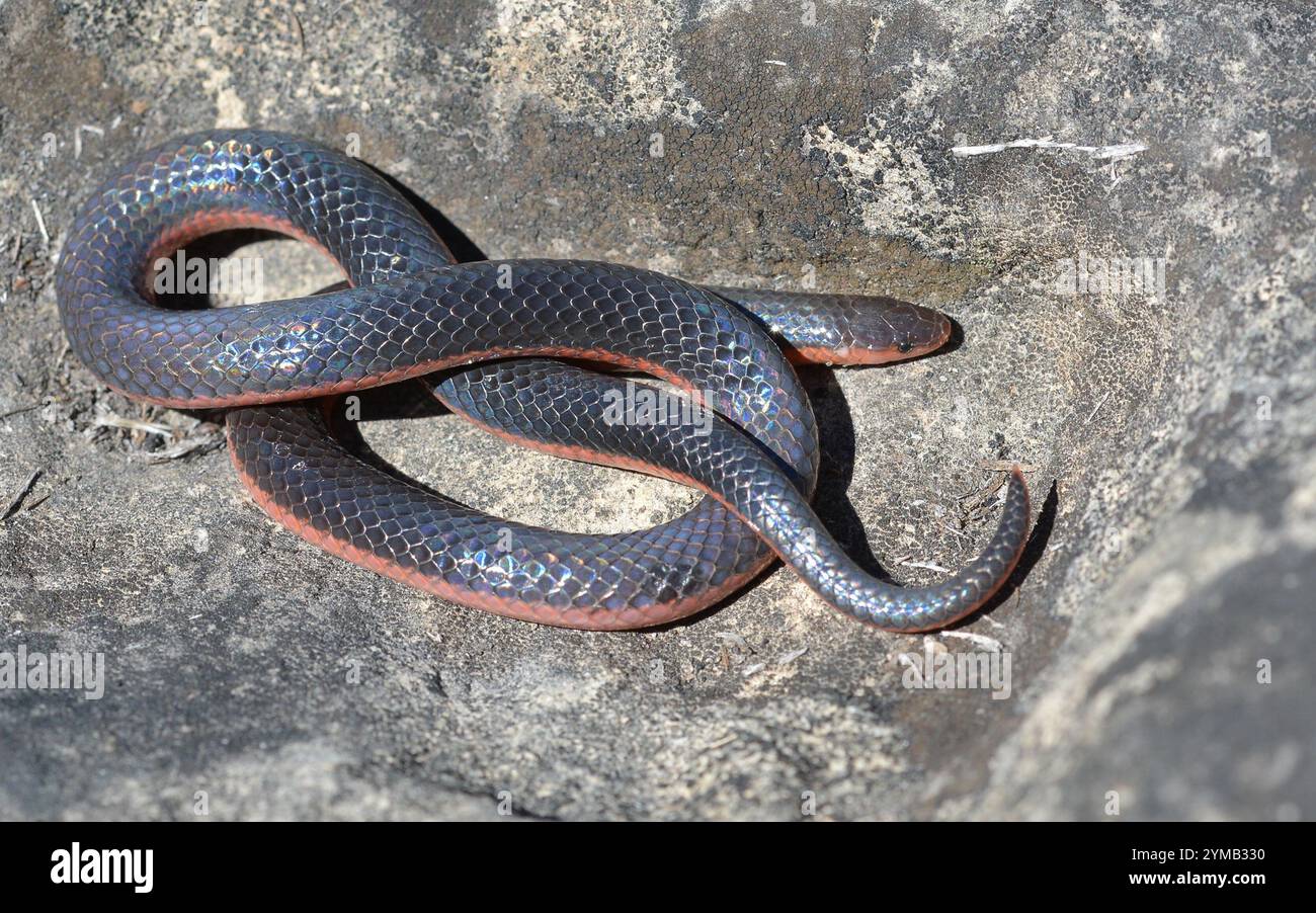 Western Worm Snake (Carphophis vermis Stock Photo - Alamy