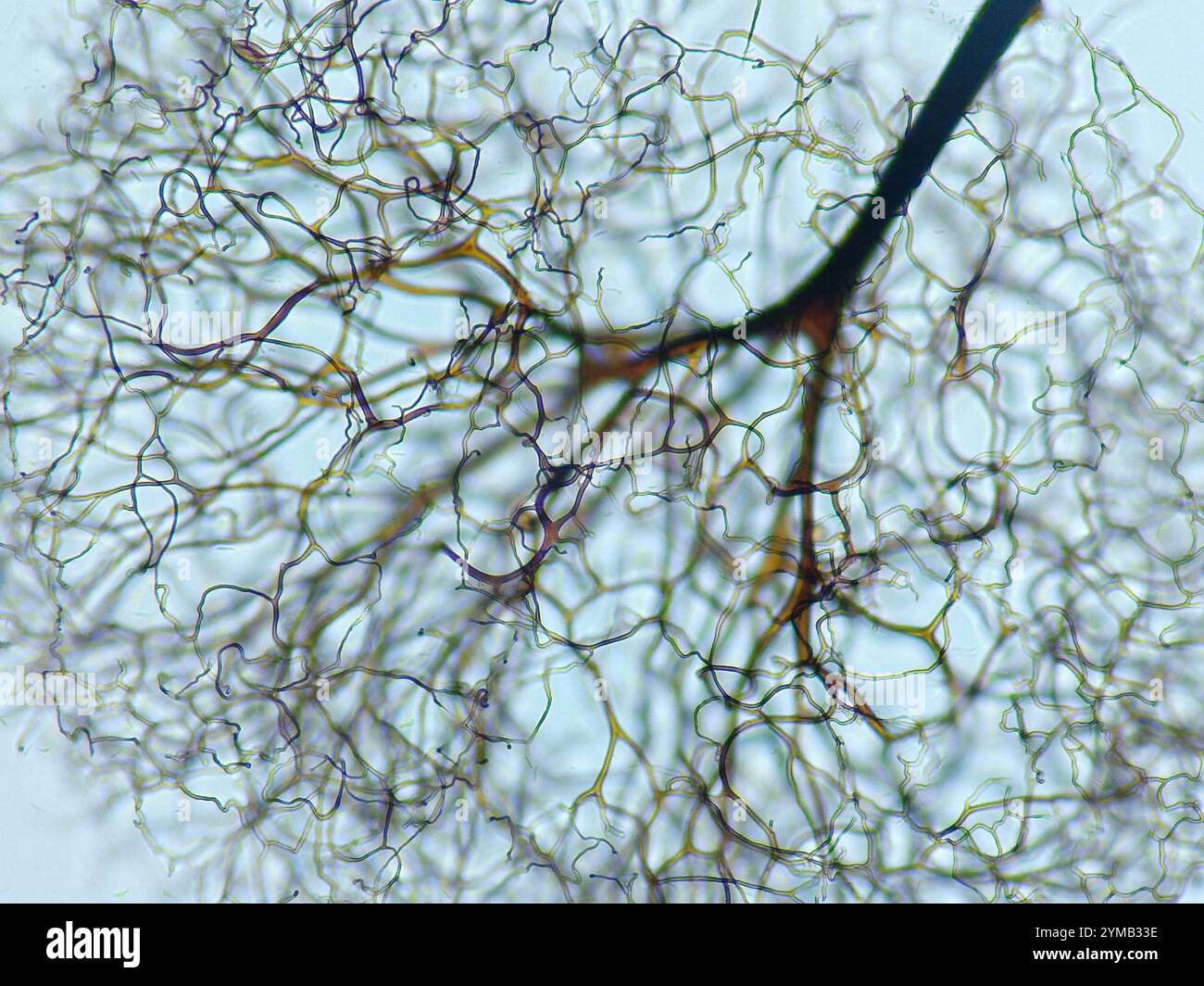 Comatricha elegans hi-res stock photography and images - Alamy