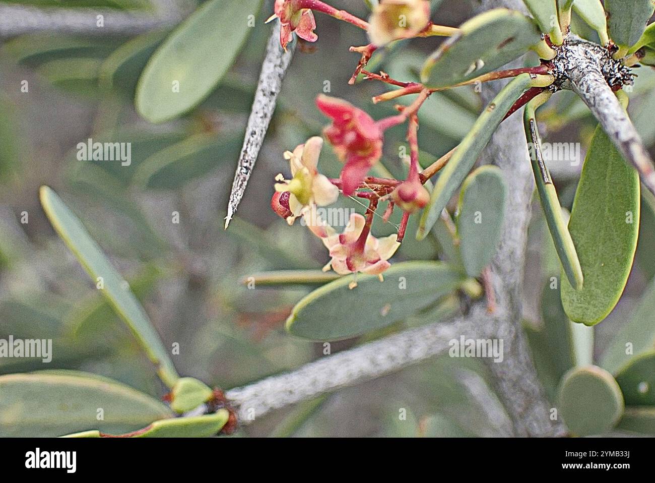Splint Spike-Thorn (Gloveria integrifolia Stock Photo - Alamy
