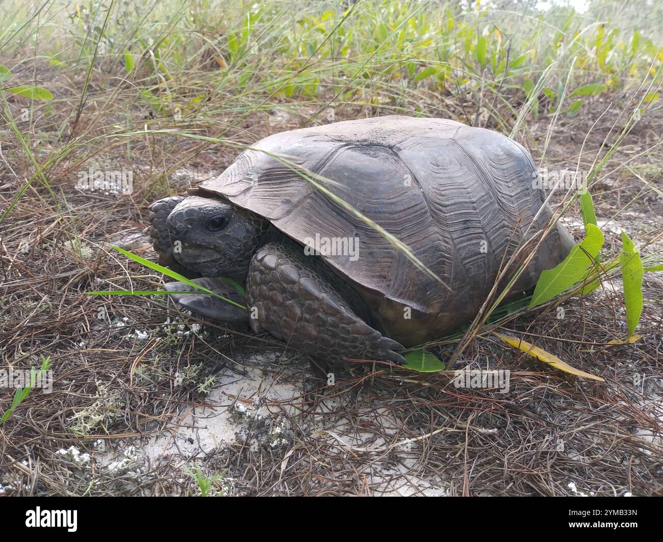 Gopher Tortoise (Gopherus polyphemus Stock Photo - Alamy