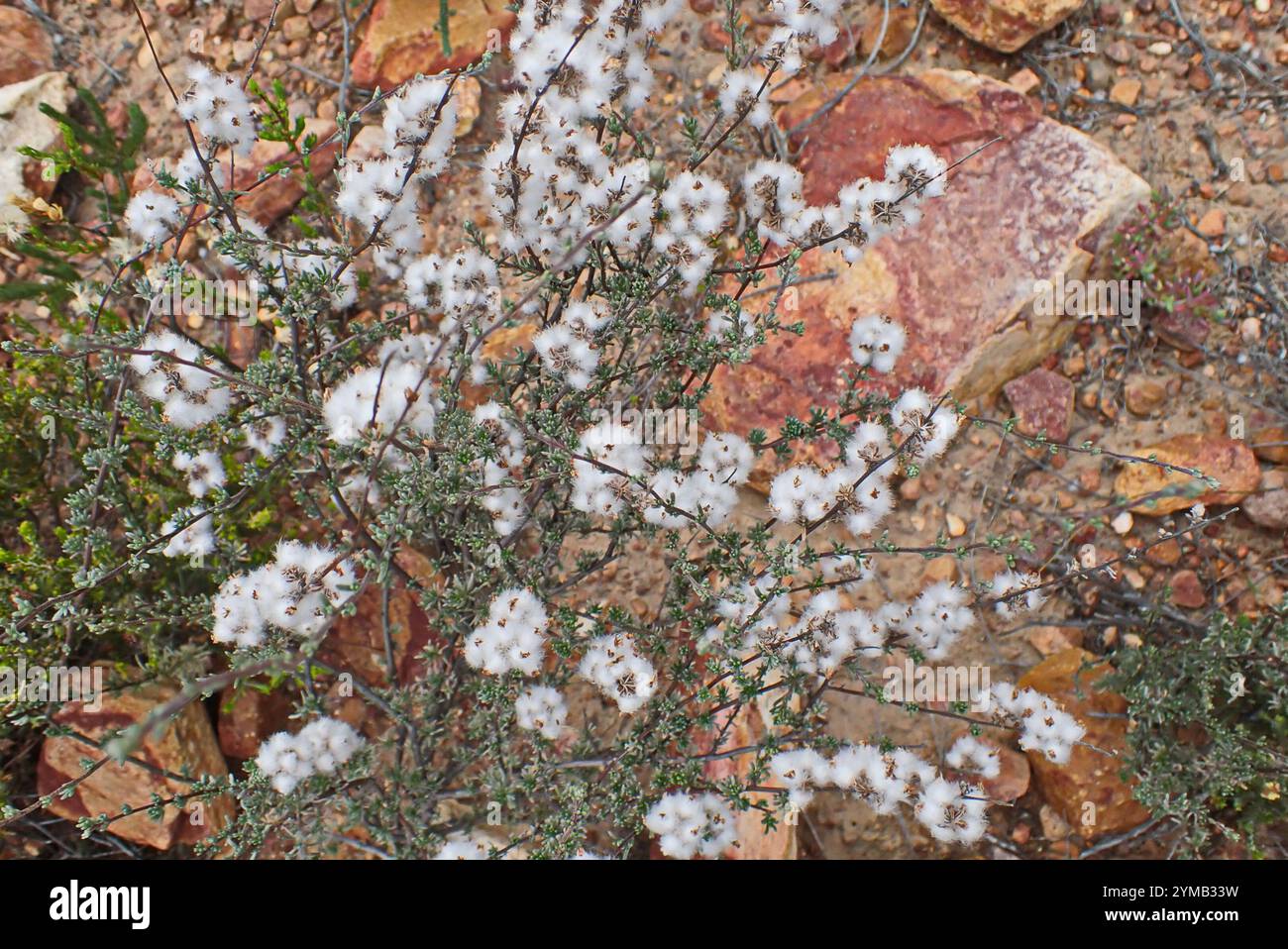 Cape Snow Bush (Eriocephalus africanus Stock Photo - Alamy