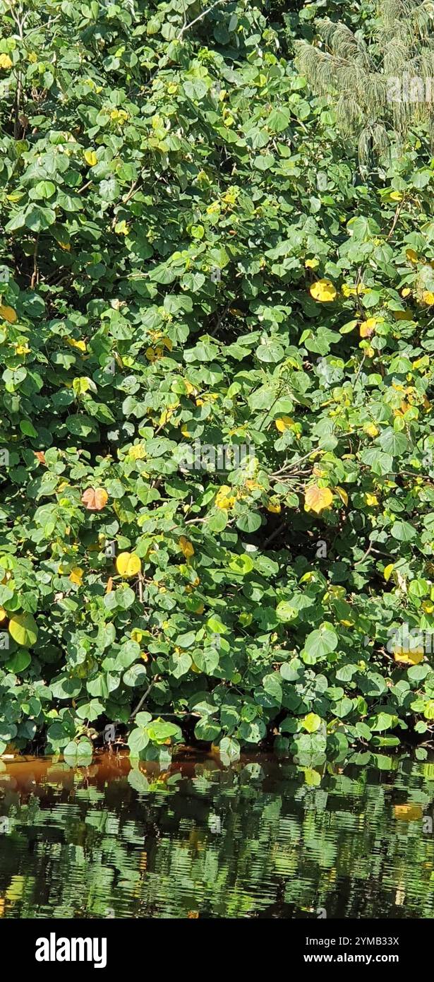 sea hibiscus (Hibiscus tiliaceus Stock Photo - Alamy