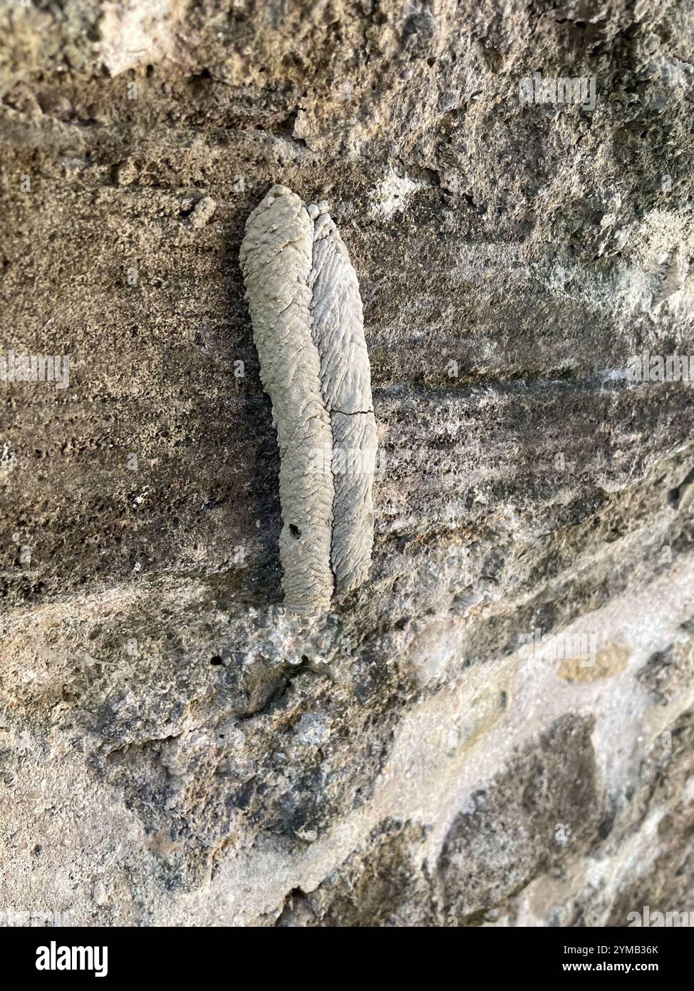 Organ-pipe Mud-dauber Wasp (Trypoxylon politum Stock Photo - Alamy