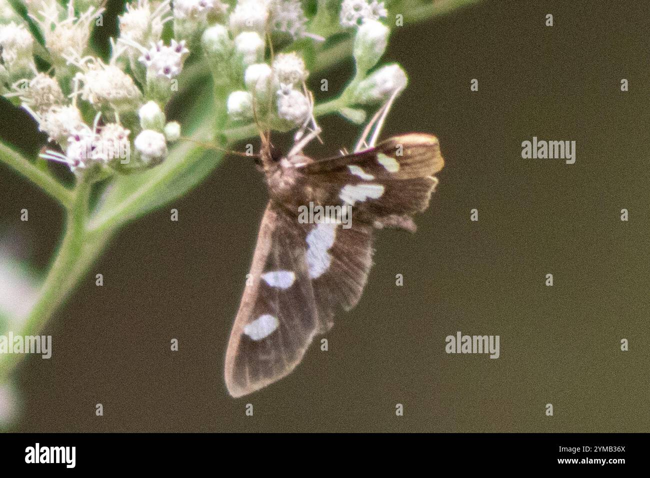 Grape Leaffolder and Leafroller Moths (Desmia funeralis Stock Photo - Alamy