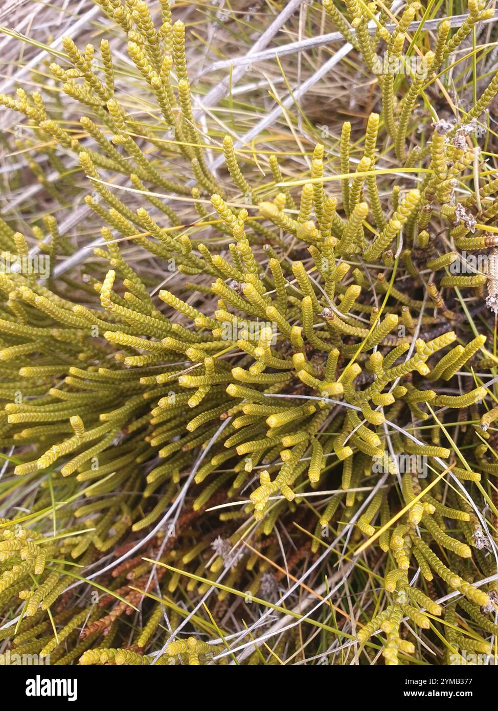 Whipcord Hebe (Veronica lycopodioides Stock Photo - Alamy