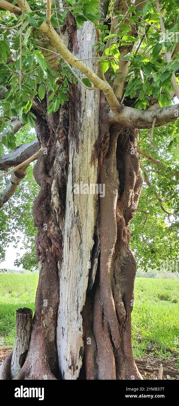 White fig (Ficus virens Stock Photo - Alamy