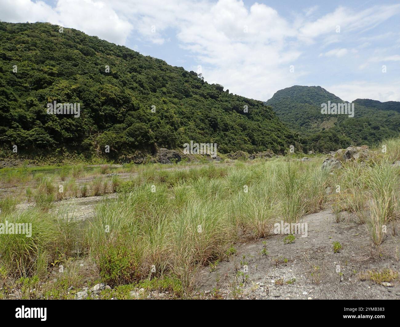 Wild Cane (Saccharum spontaneum Stock Photo - Alamy