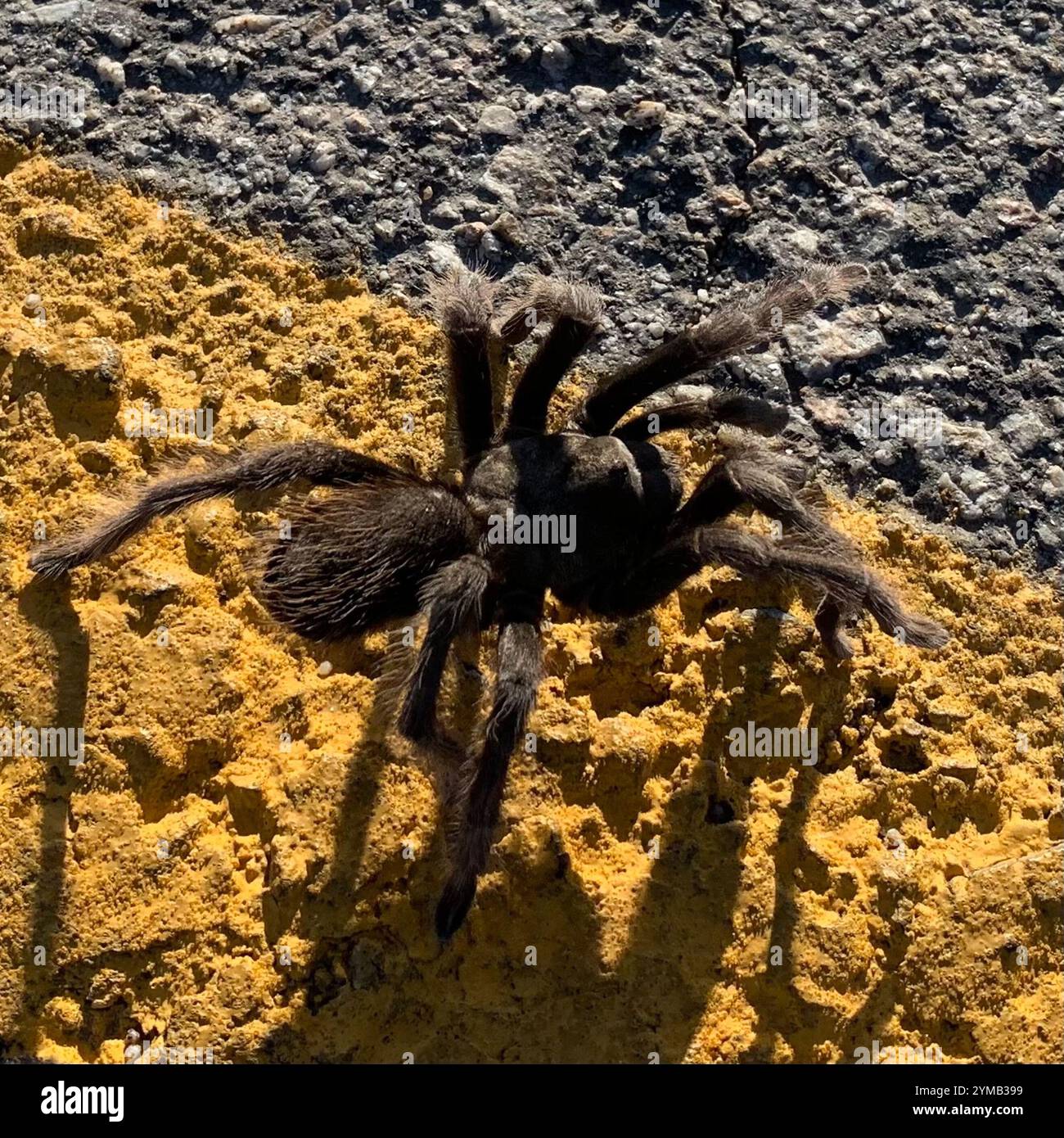 Desert Tarantula (Aphonopelma iodius Stock Photo - Alamy