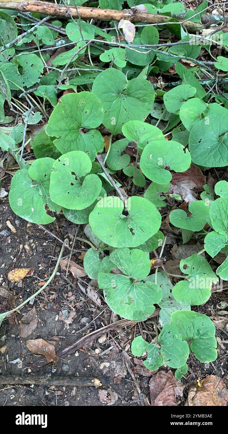 Canadian wild ginger (Asarum canadense Stock Photo - Alamy