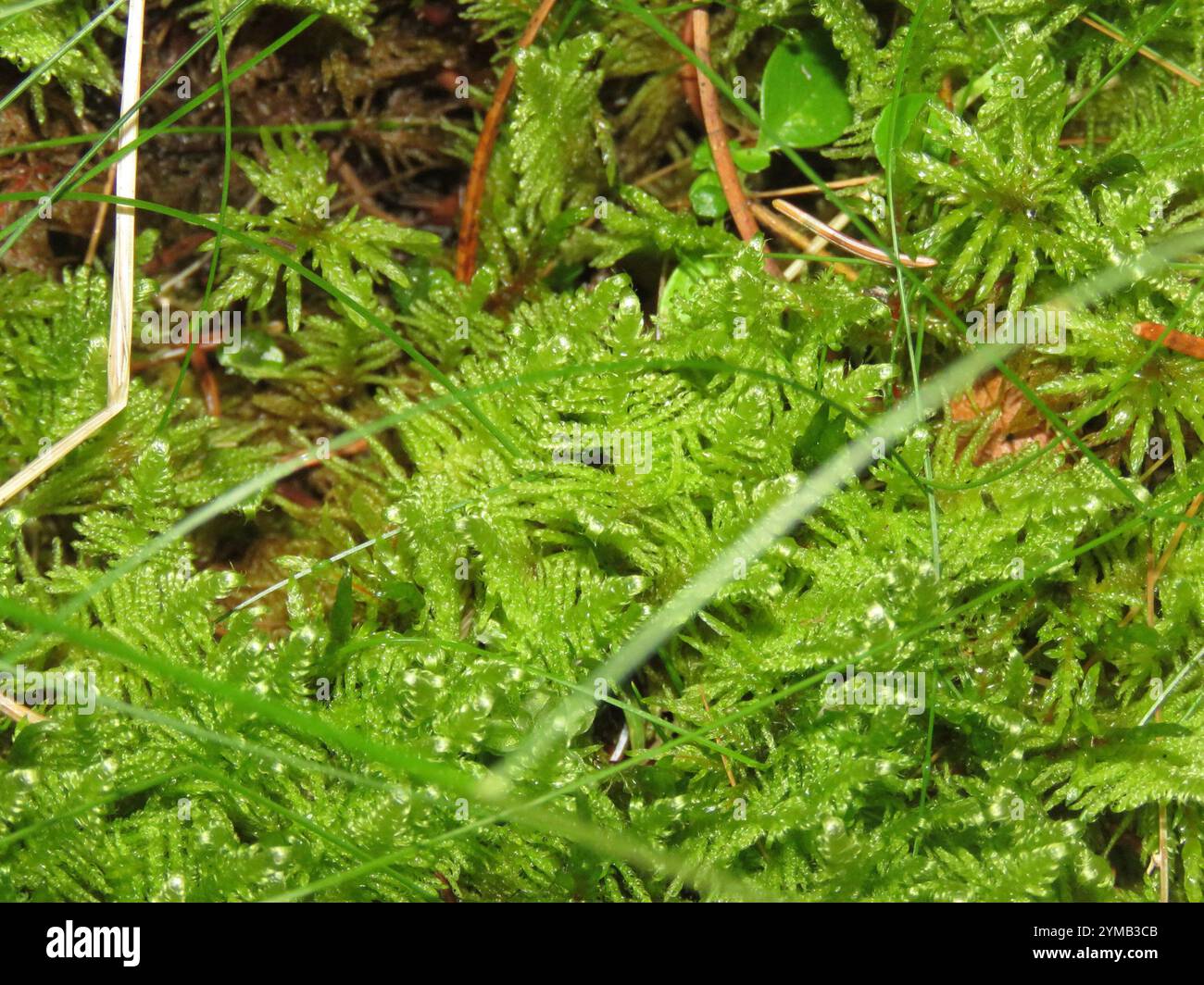 Ostrich-plume Moss (Ptilium crista-castrensis Stock Photo - Alamy