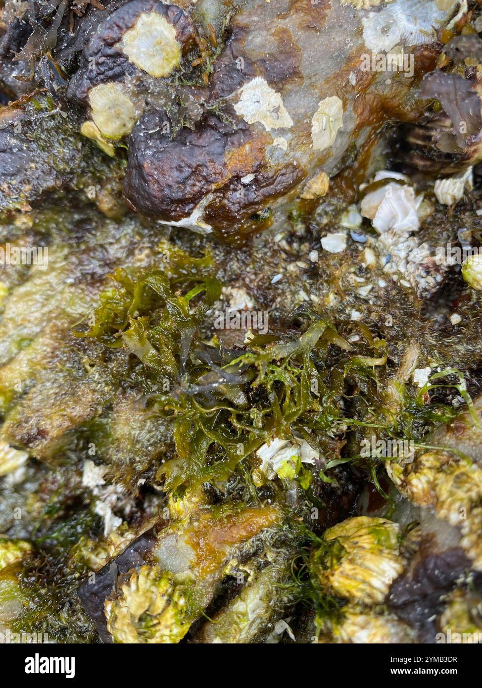 red algae (Rhodophyta Stock Photo - Alamy