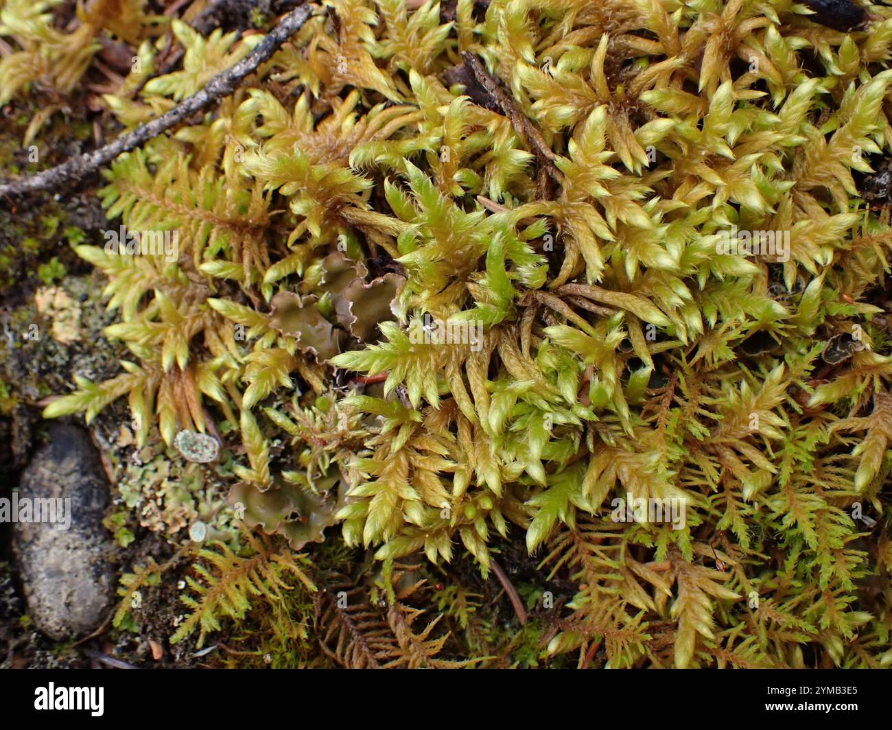 Golden Glade-moss (Rhytidium rugosum Stock Photo - Alamy