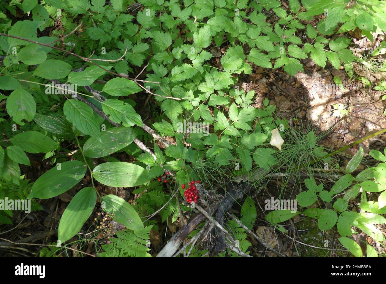 red baneberry (Actaea rubra Stock Photo - Alamy