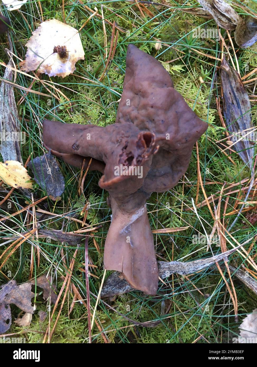 Saddle-shaped False Morel (Gyromitra infula Stock Photo - Alamy