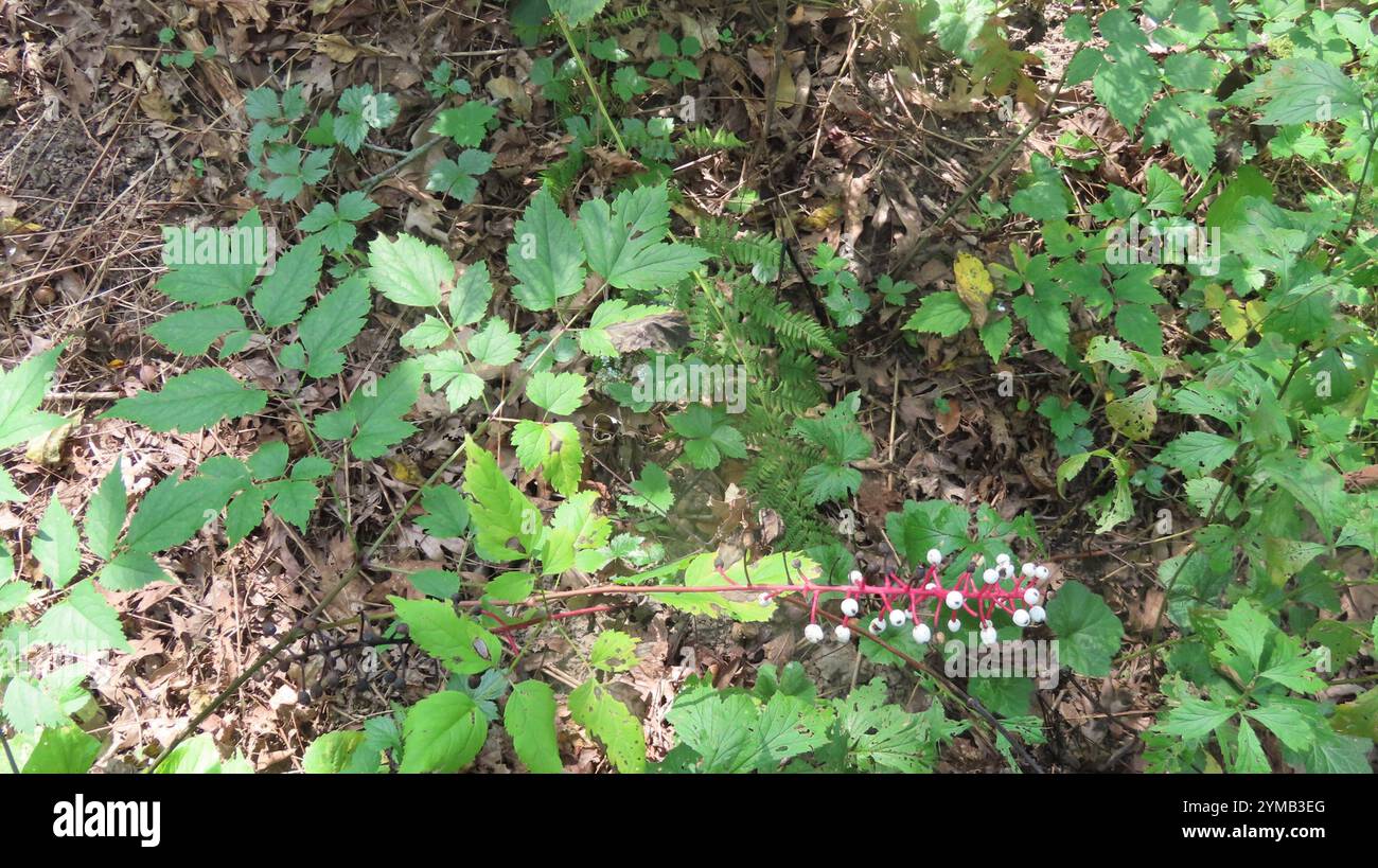 White actaea pachypoda hi-res stock photography and images - Alamy