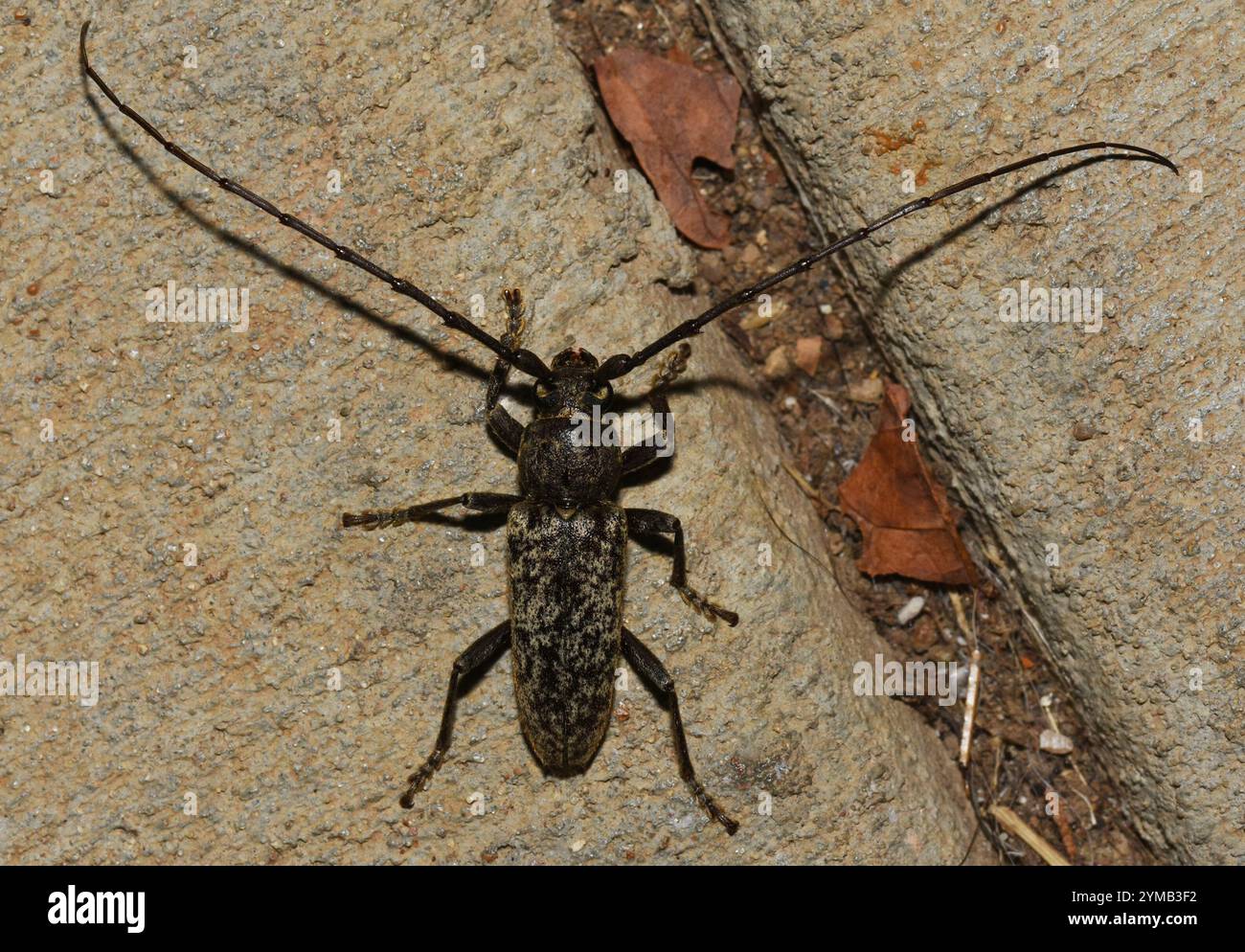 Robust Oak Borer (Enaphalodes atomarius Stock Photo - Alamy