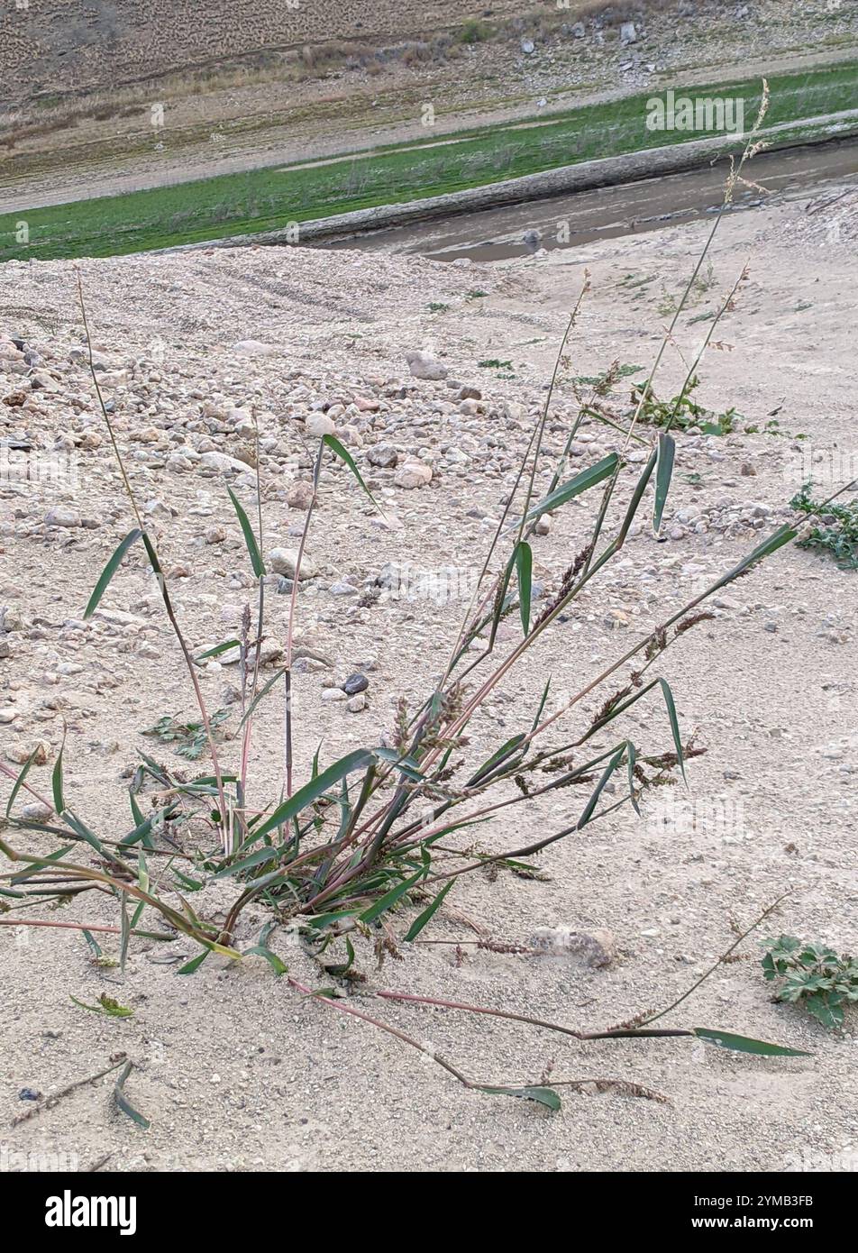Barnyard Grasses (Echinochloa Stock Photo - Alamy