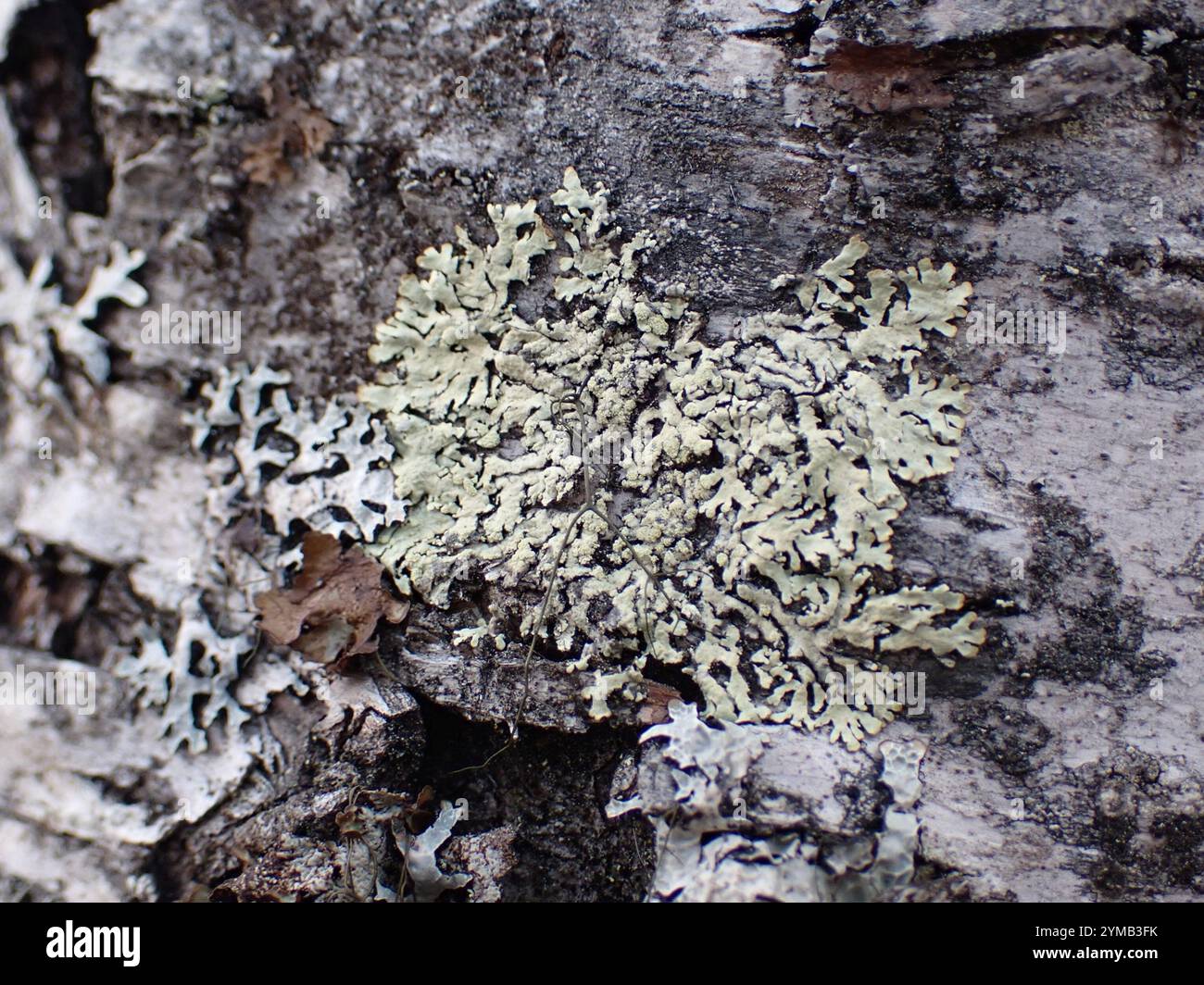 common lichens (Lecanoromycetes Stock Photo - Alamy