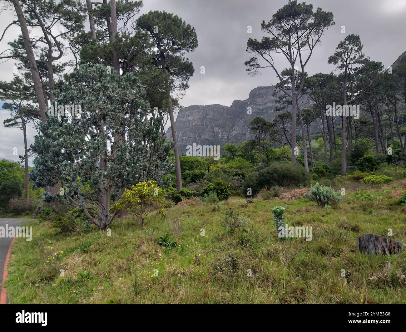Cape Silver Tree (Leucadendron argenteum Stock Photo - Alamy