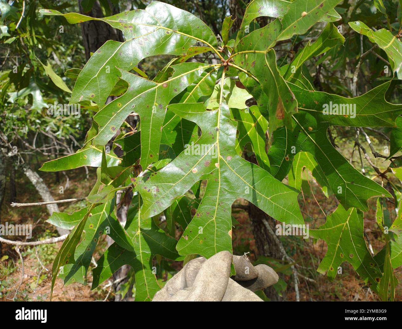American turkey oak (Quercus laevis Stock Photo - Alamy