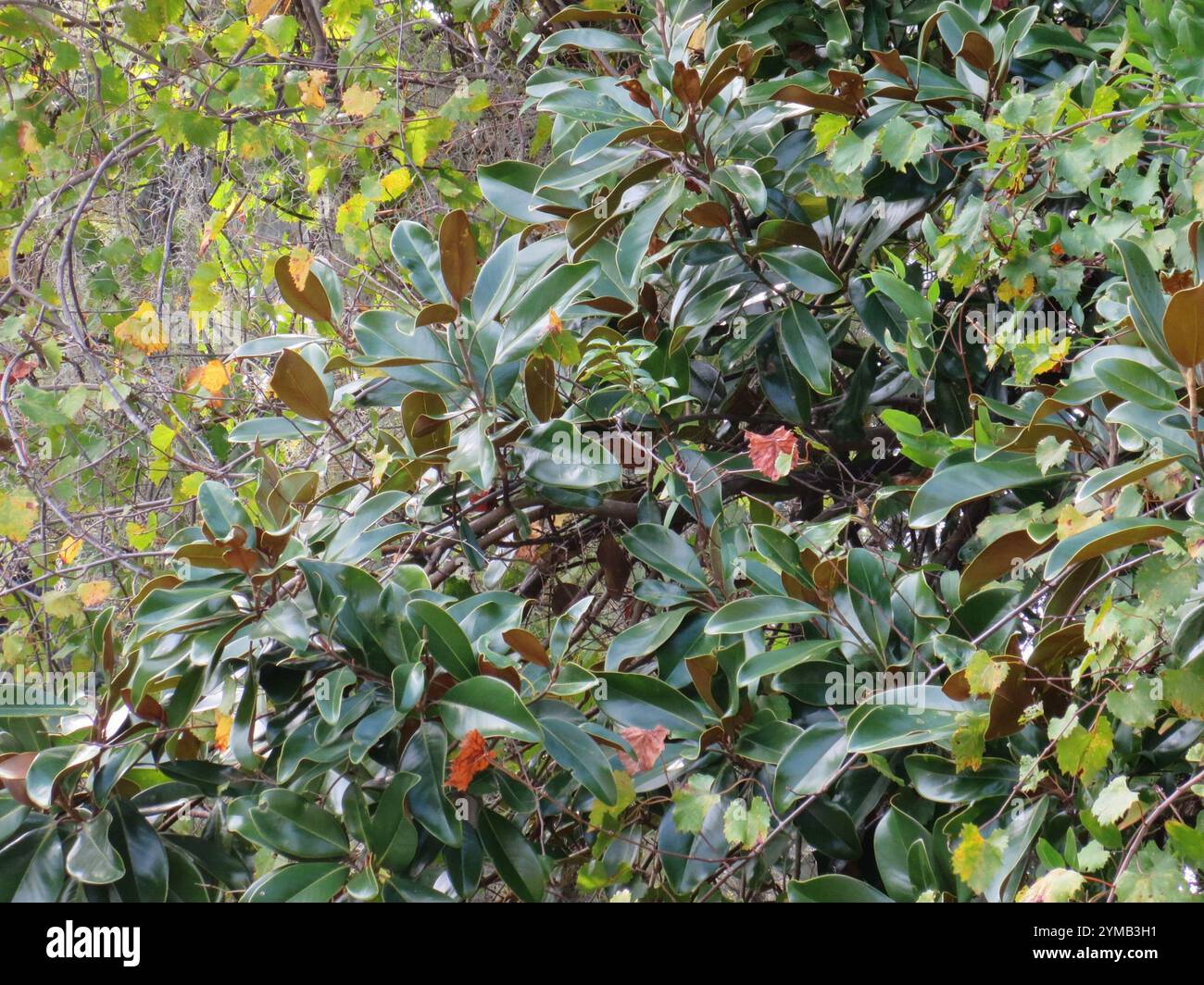 southern magnolia (Magnolia grandiflora Stock Photo - Alamy