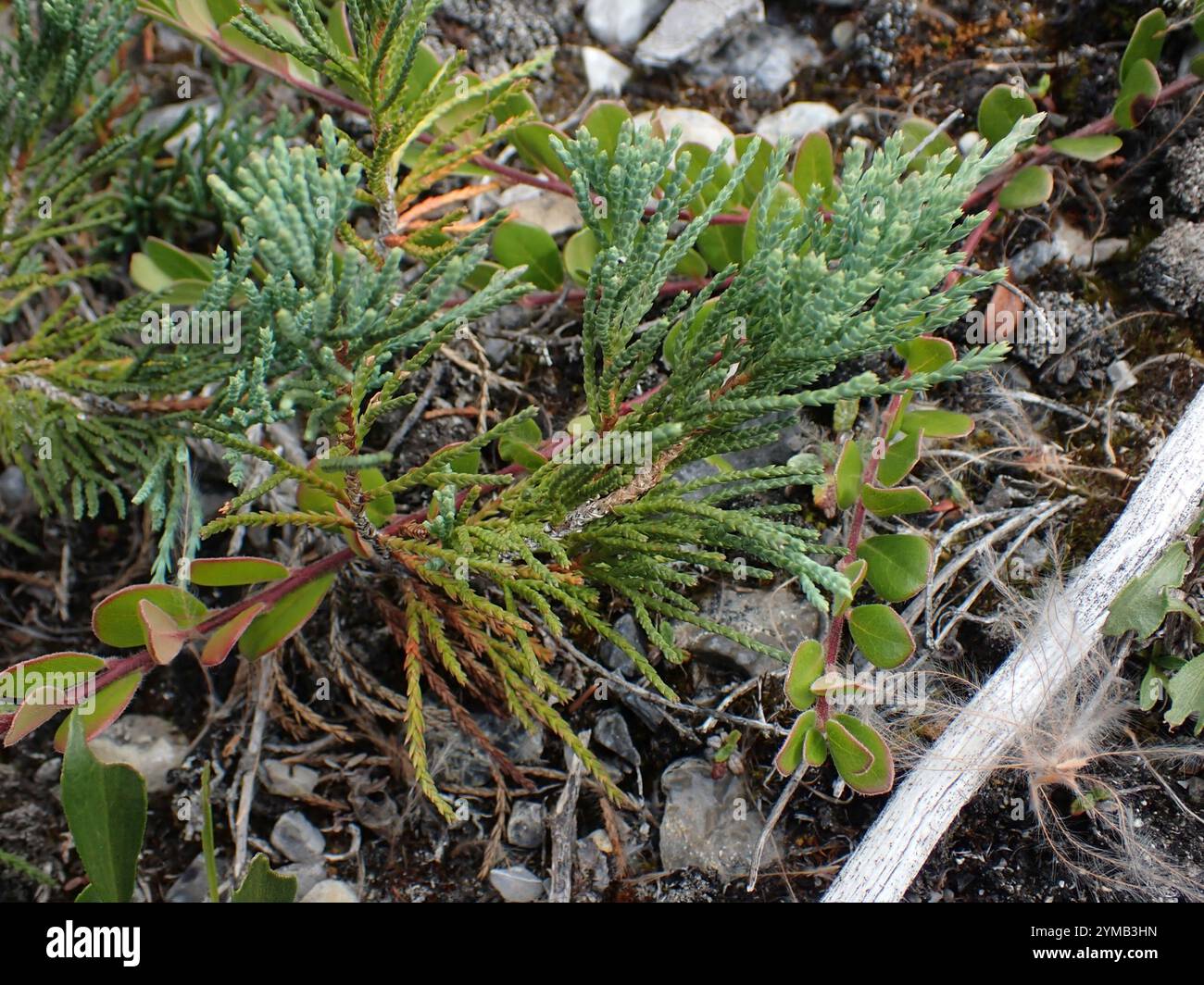 creeping juniper (Juniperus horizontalis Stock Photo - Alamy