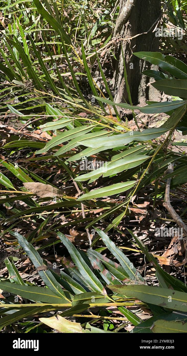 Mangrove Fern (Acrostichum speciosum Stock Photo - Alamy