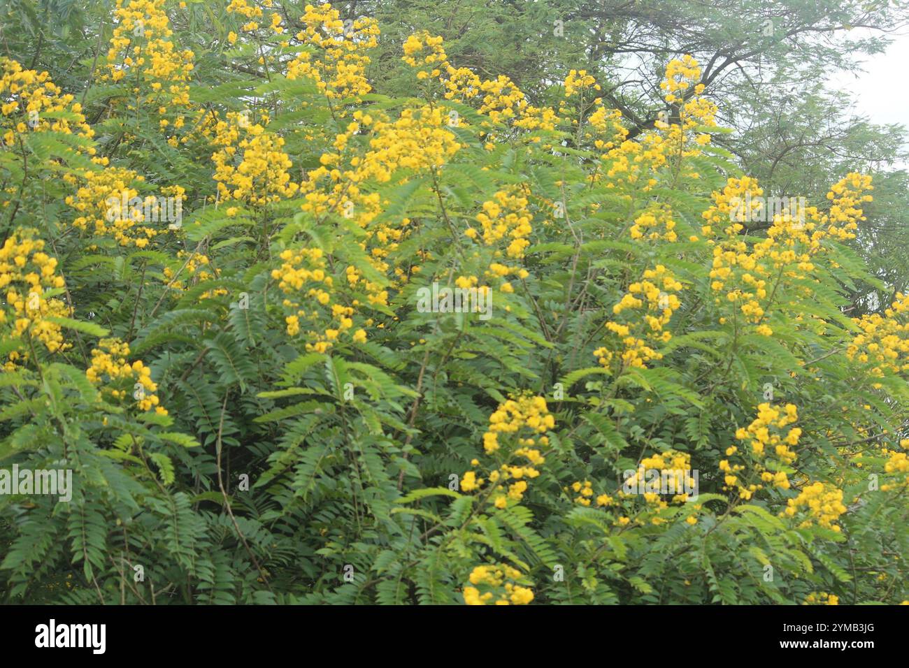 whitebark senna (Senna spectabilis Stock Photo - Alamy