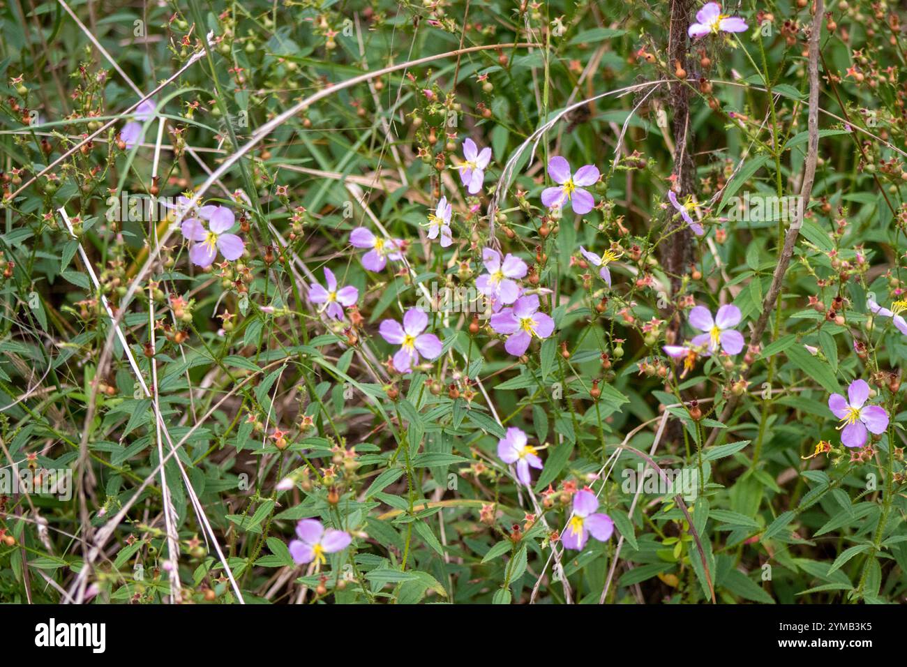 Maryland meadowbeauty (Rhexia mariana Stock Photo - Alamy