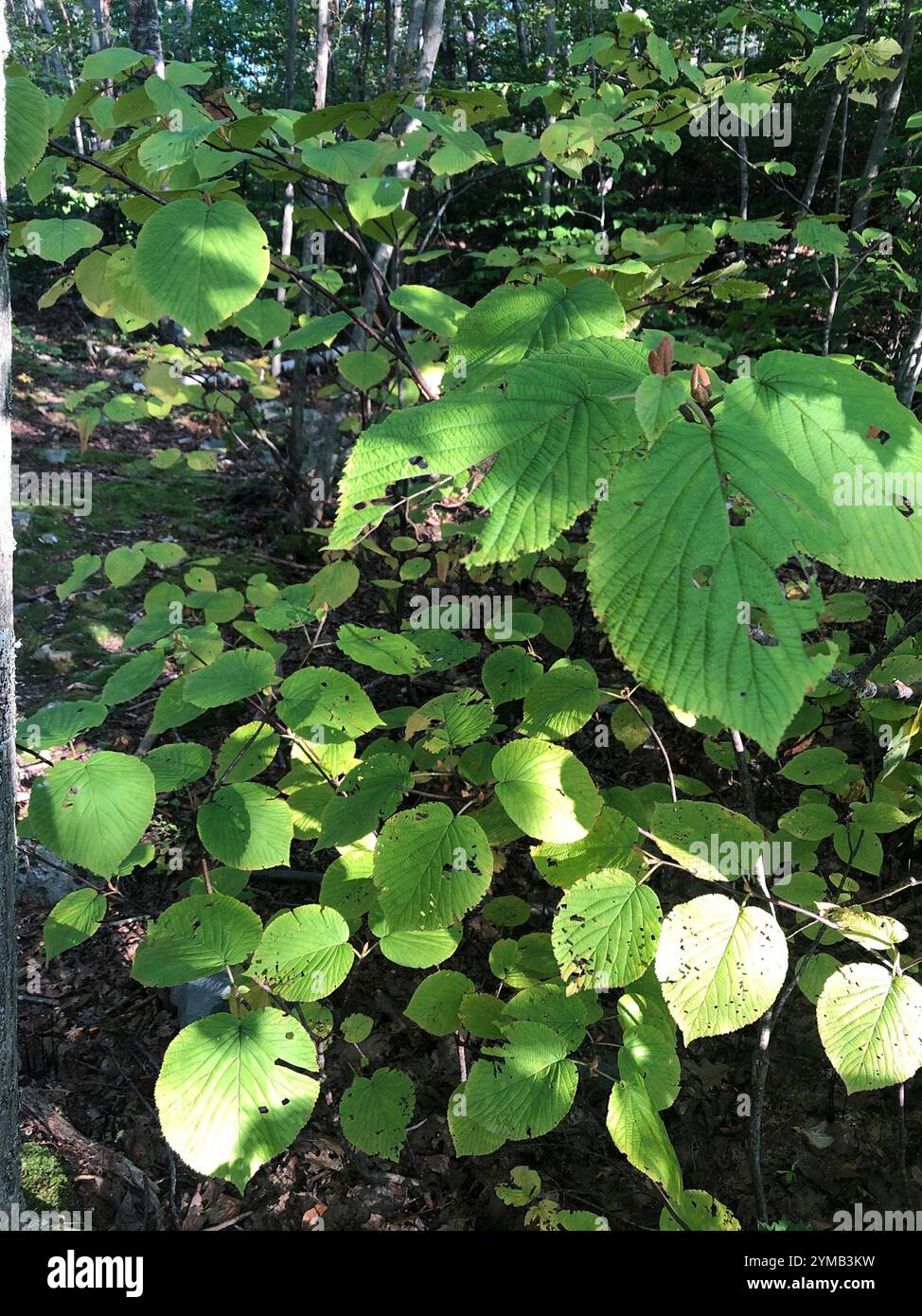 hobblebush (Viburnum lantanoides Stock Photo - Alamy