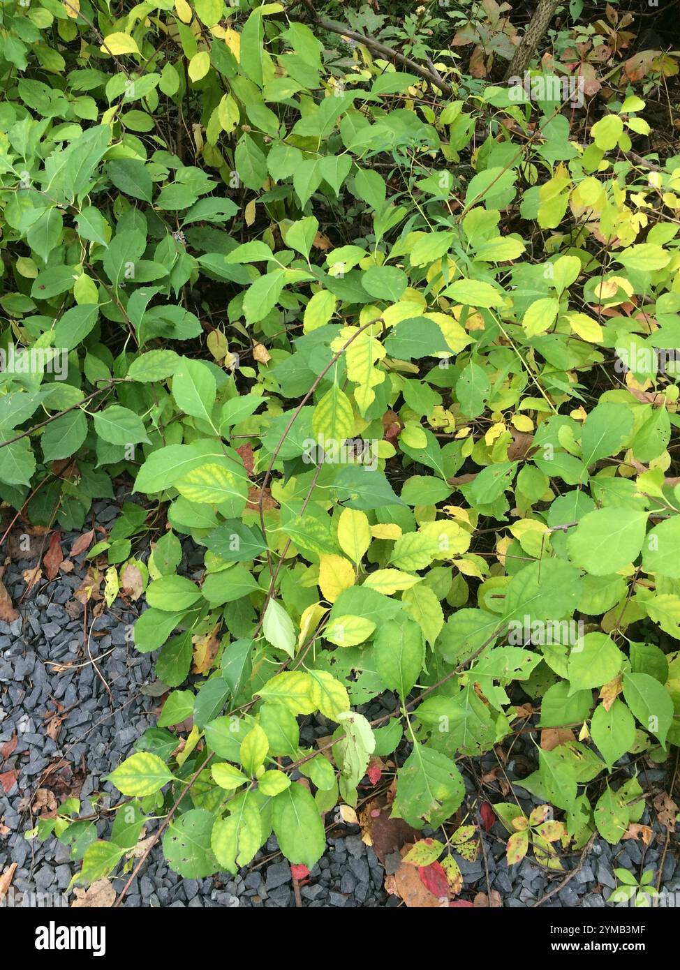 Oriental bittersweet (Celastrus orbiculatus Stock Photo - Alamy