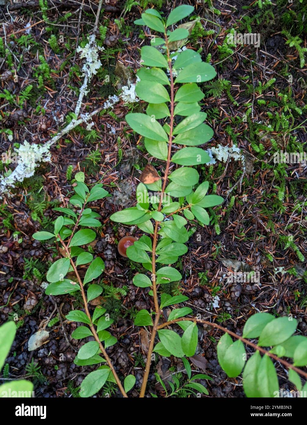 Oregon Boxwood (Paxistima myrsinites Stock Photo - Alamy