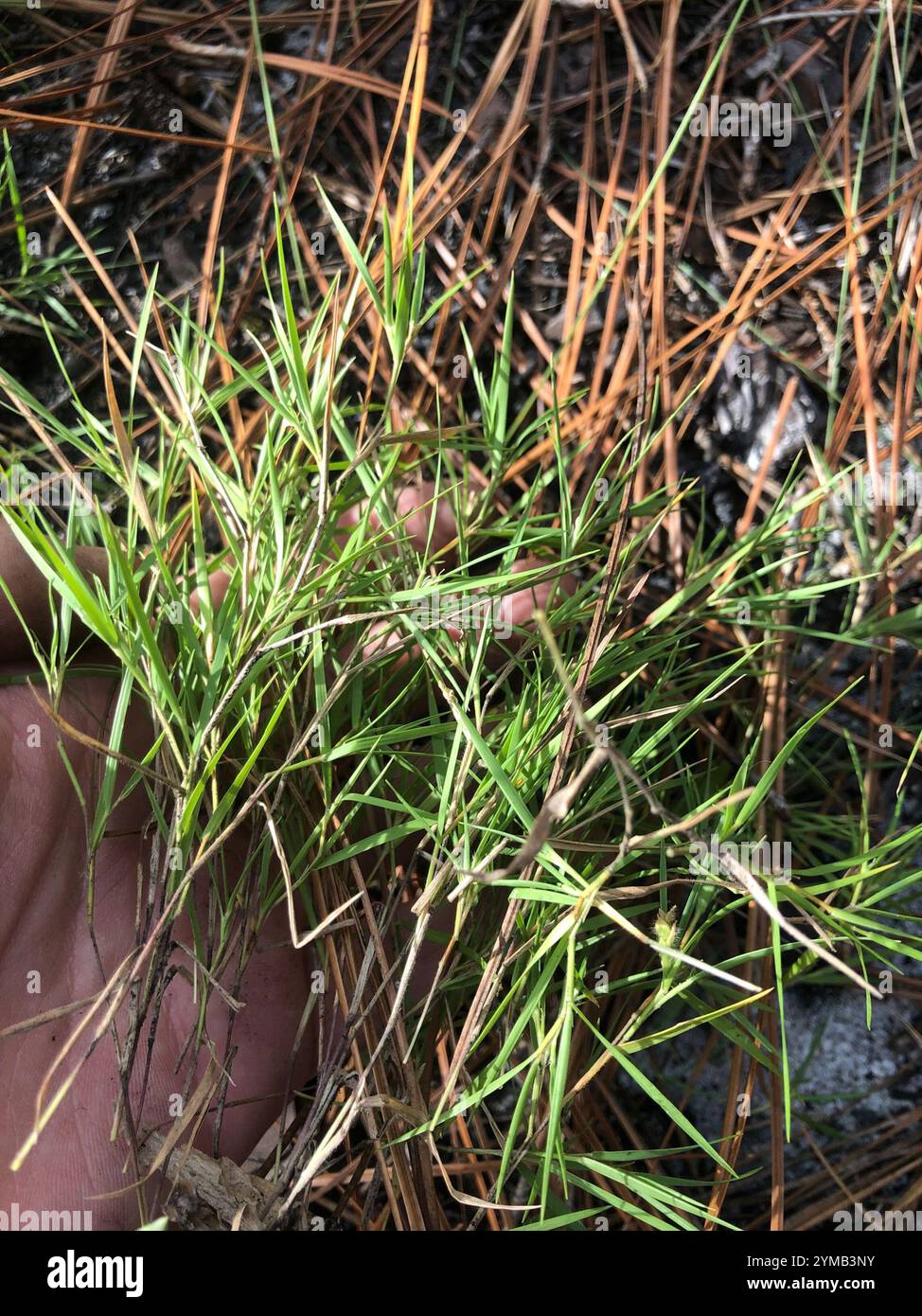 Needleleaf Rosette Grass (Dichanthelium aciculare Stock Photo - Alamy