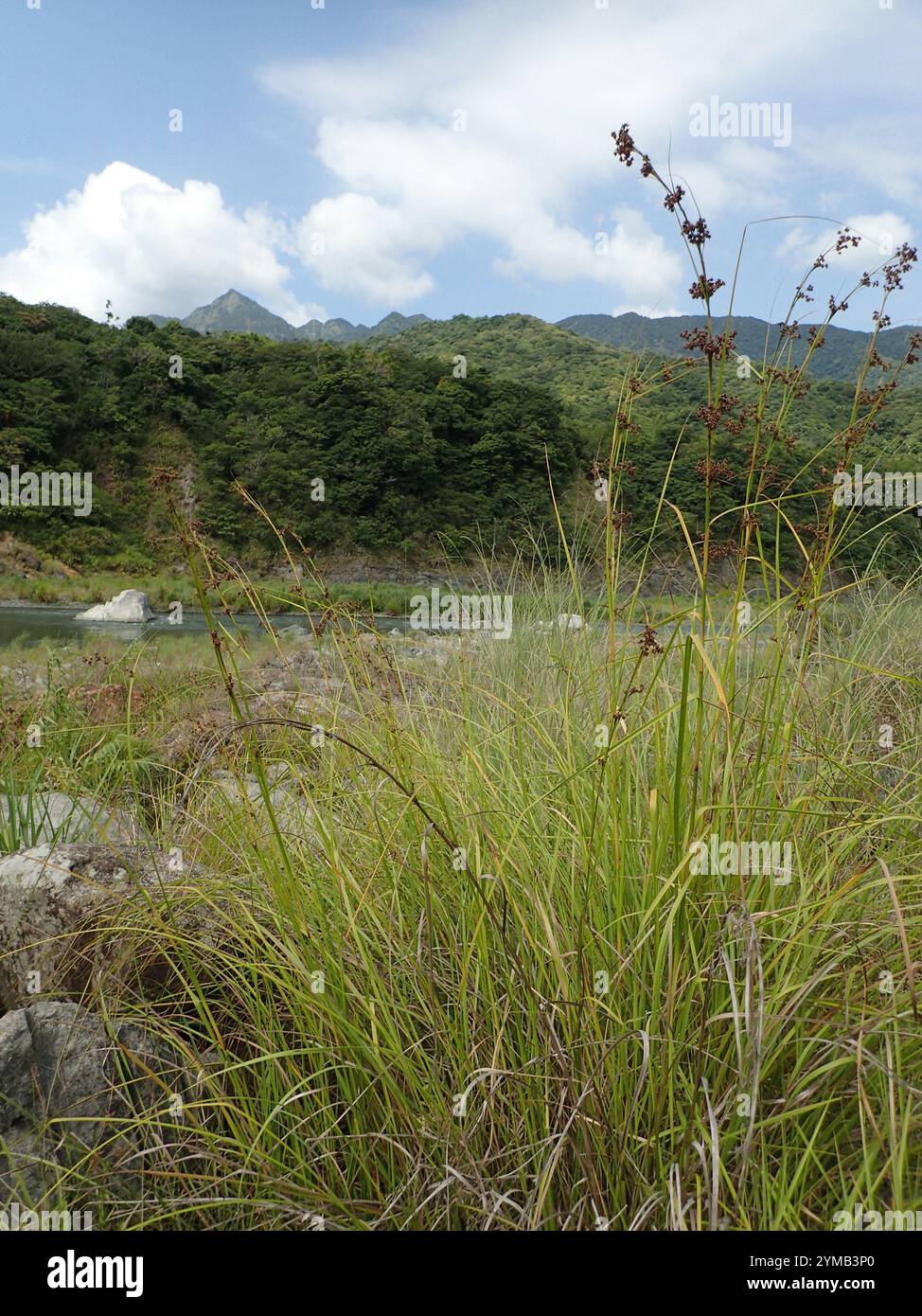 (Cladium mariscus mariscus Stock Photo - Alamy