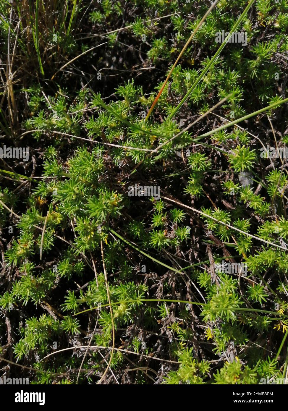Pearl fruit (Margyricarpus pinnatus Stock Photo - Alamy