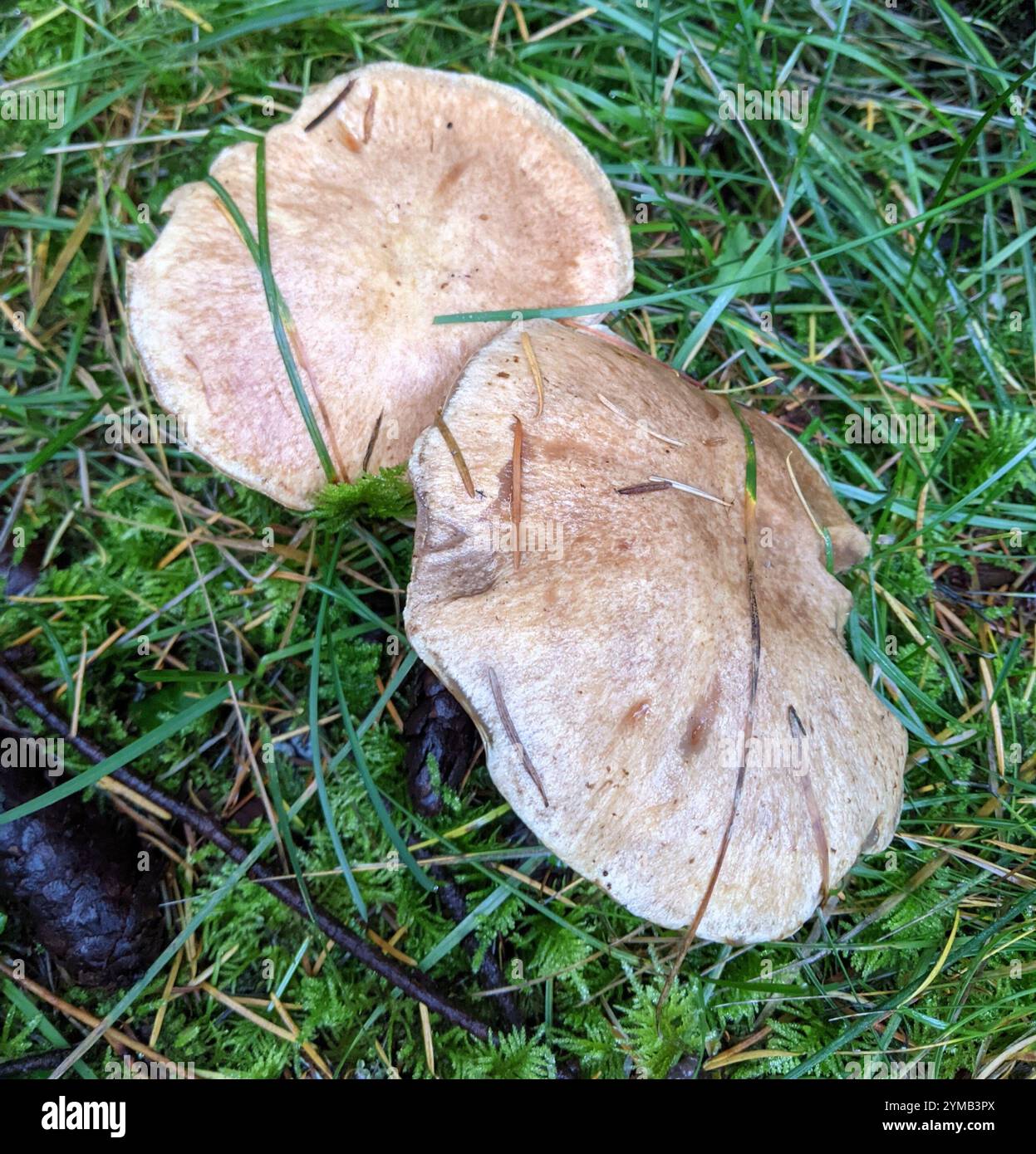 Western Painted Suillus (Suillus lakei Stock Photo - Alamy