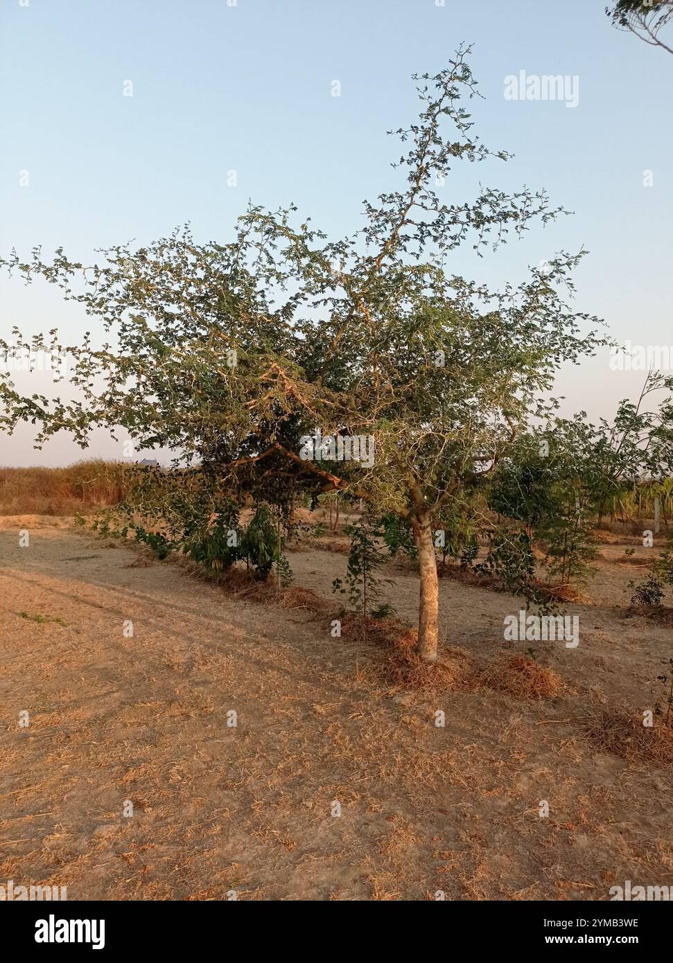 Ana tree (Faidherbia albida Stock Photo - Alamy