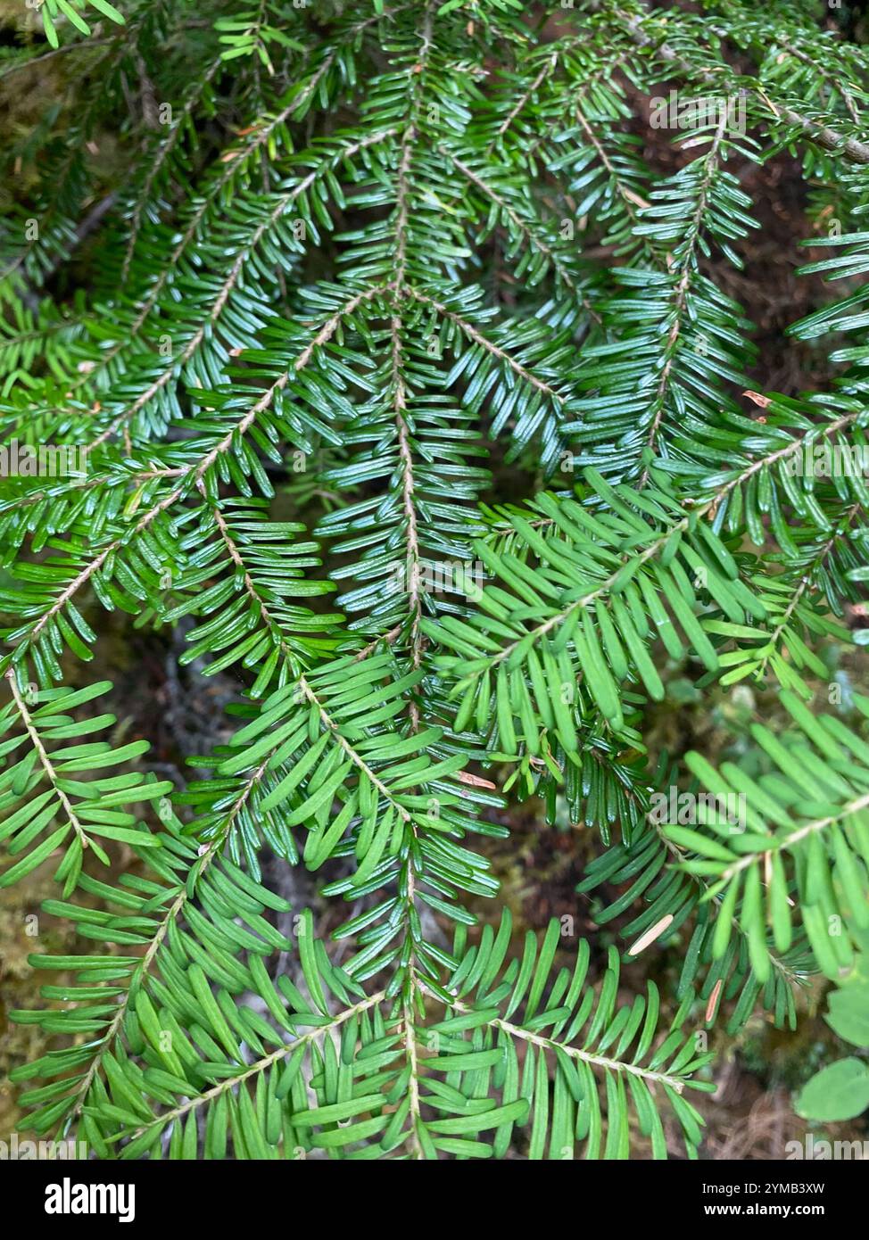 Pacific silver fir abies amabilis hi-res stock photography and images ...