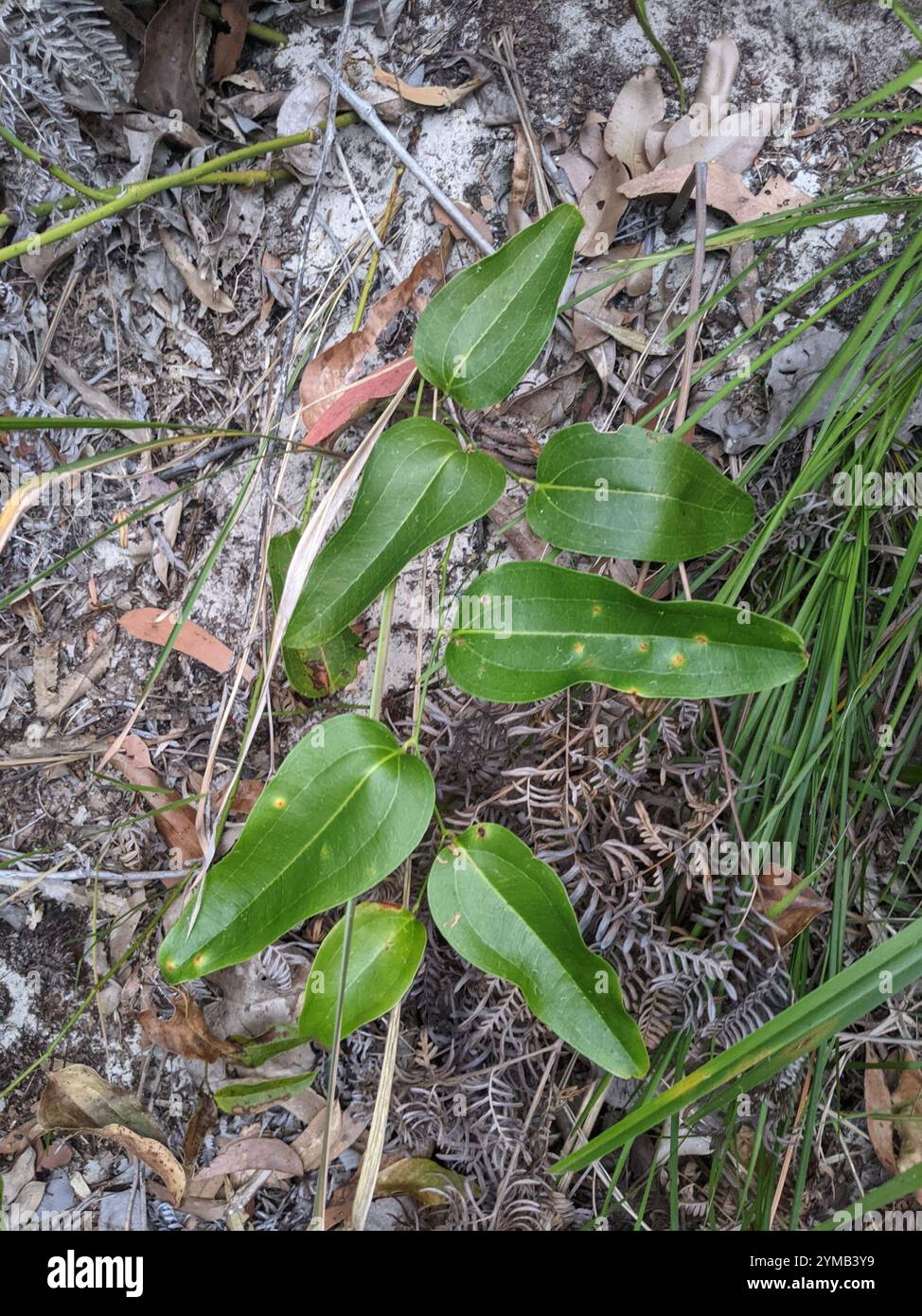 Austral Sarsaparilla (Smilax australis Stock Photo - Alamy