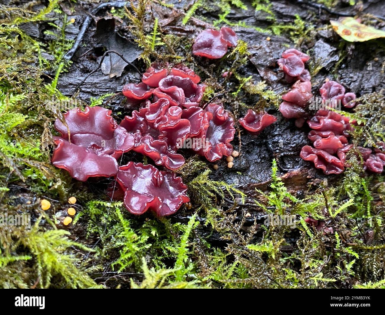 Purple Jellydisc (Ascocoryne sarcoides Stock Photo - Alamy