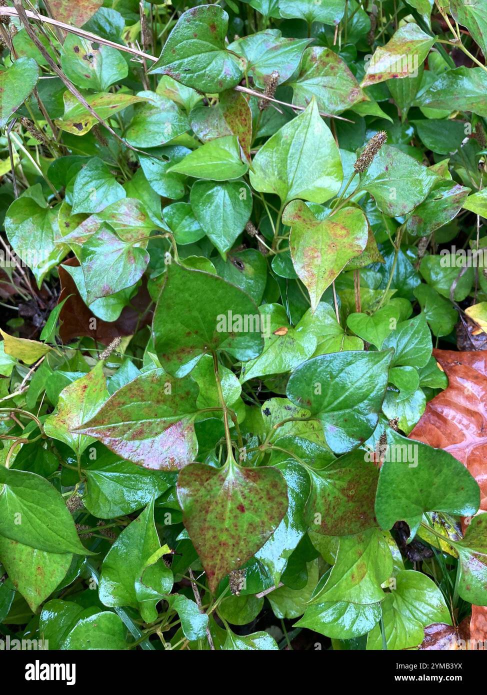 Chameleon Plant (Houttuynia cordata Stock Photo - Alamy
