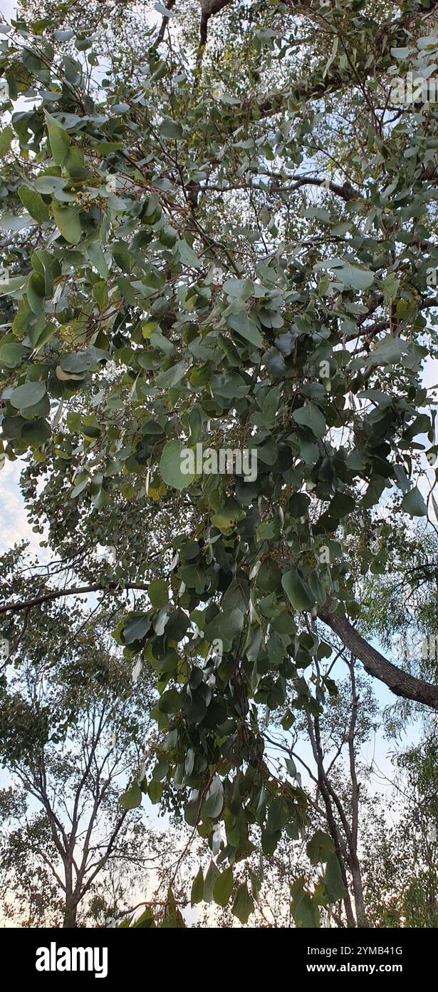 Poplar Box (Eucalyptus populnea Stock Photo - Alamy