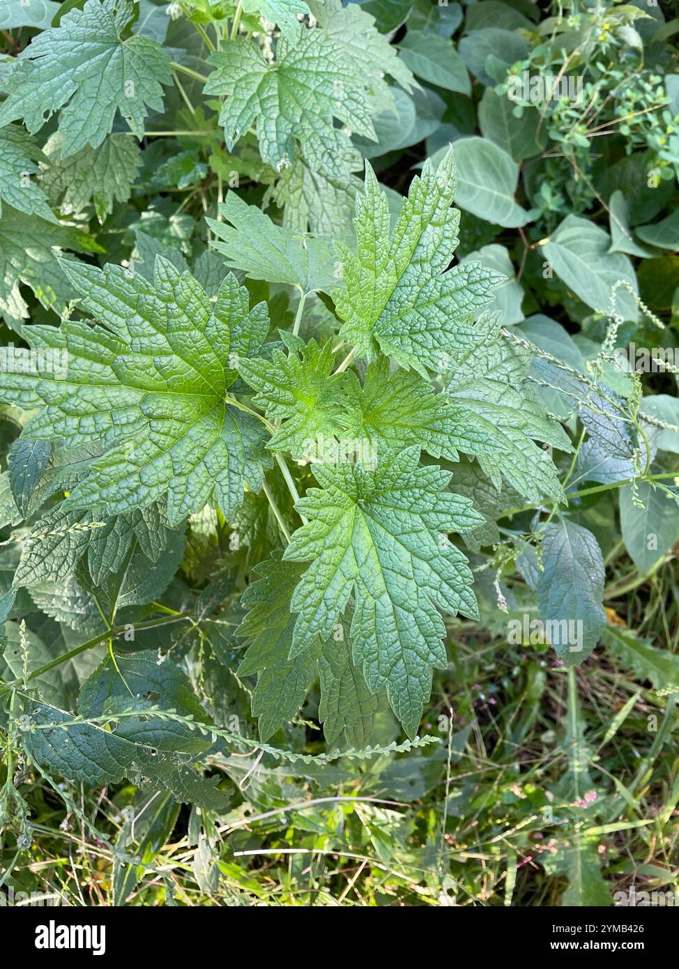 common motherwort (Leonurus cardiaca Stock Photo - Alamy