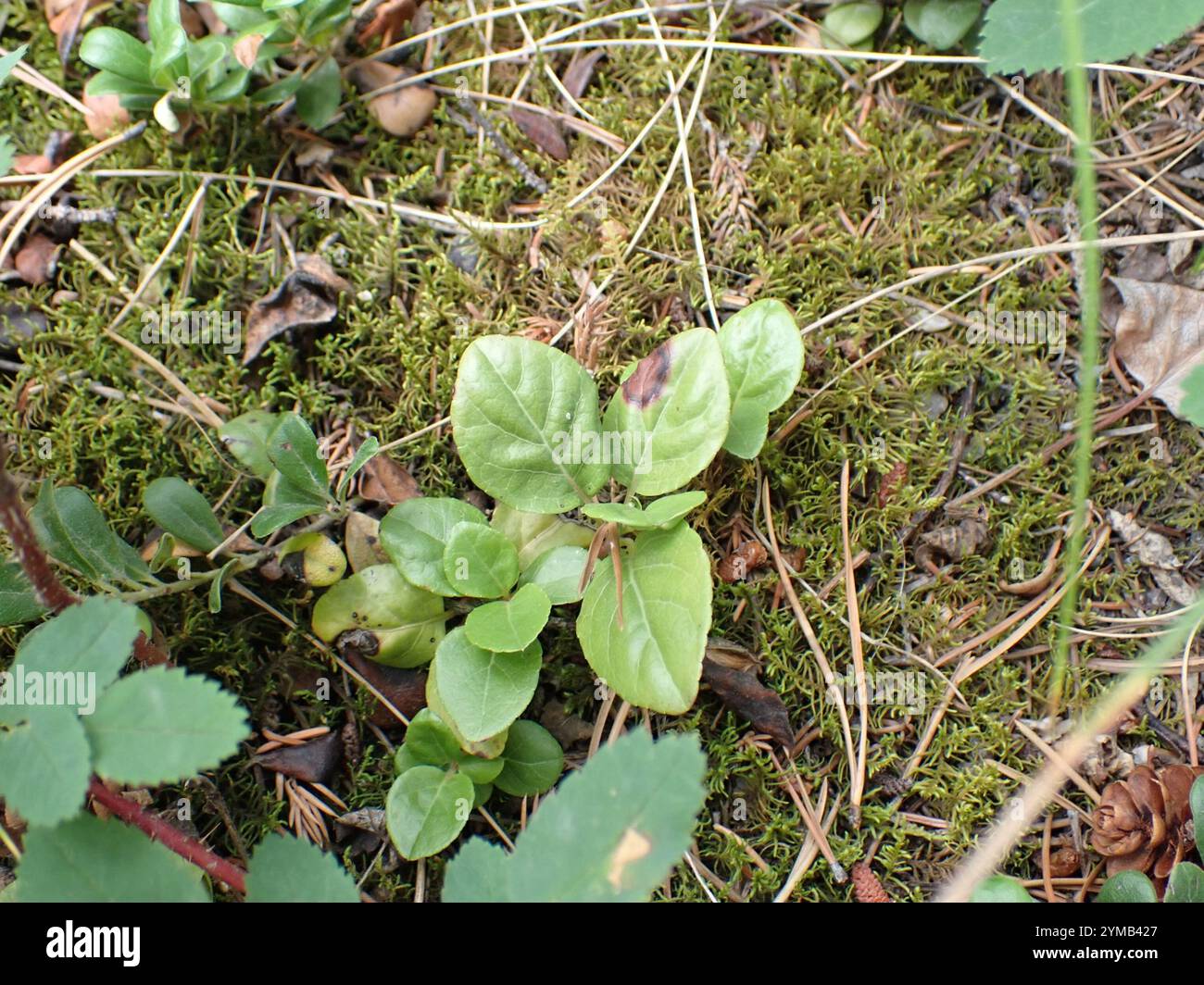 heath family (Ericaceae Stock Photo - Alamy