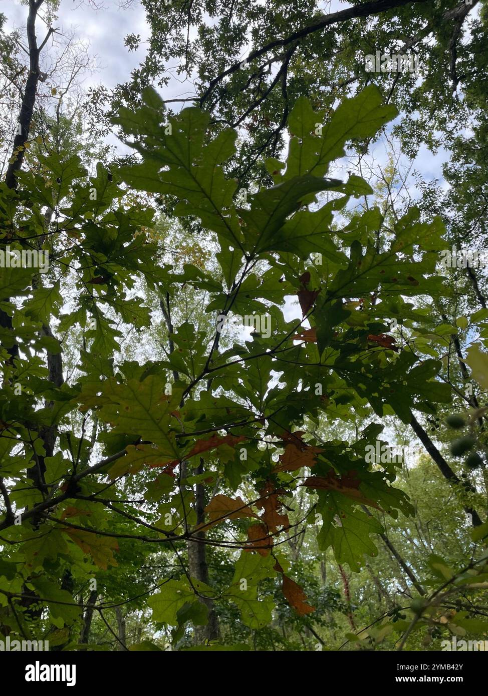 white oak (Quercus alba Stock Photo - Alamy