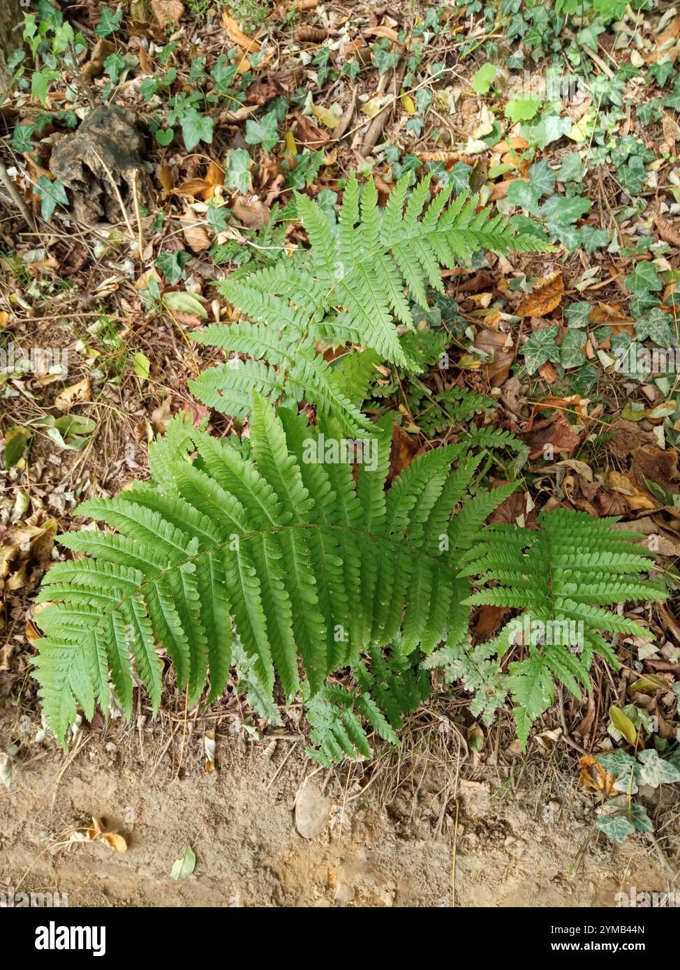 male fern (Dryopteris filix-mas Stock Photo - Alamy