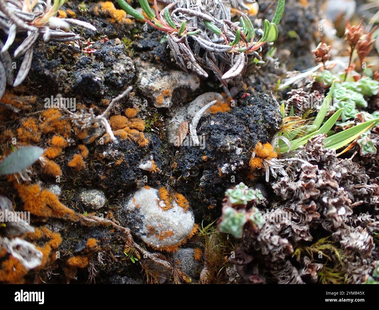 orange terrestrial algae (Trentepohliaceae Stock Photo - Alamy