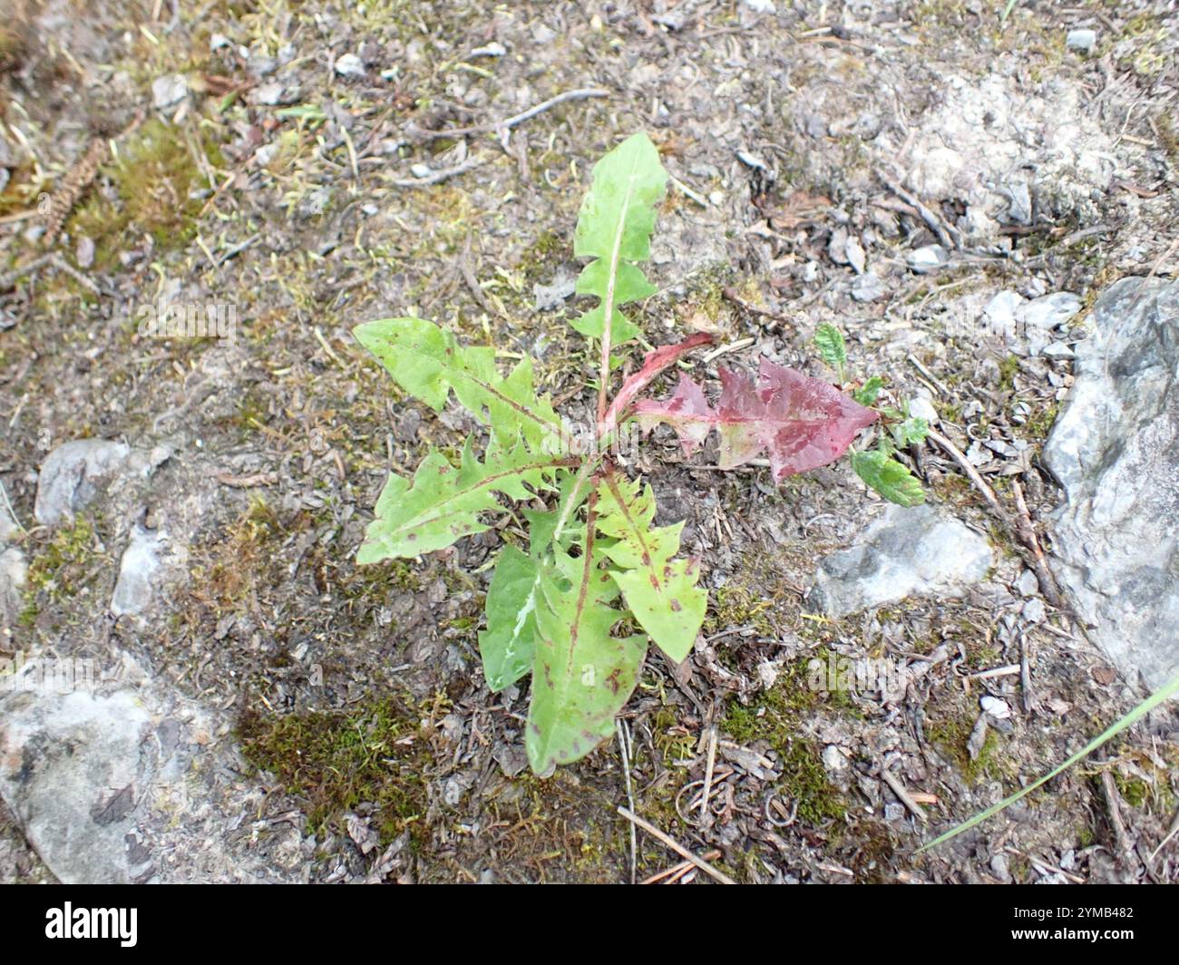 common dandelion (Taraxacum officinale Stock Photo - Alamy