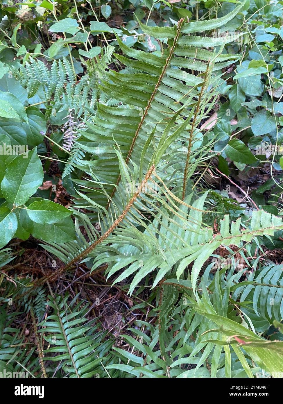 western sword fern (Polystichum munitum Stock Photo - Alamy