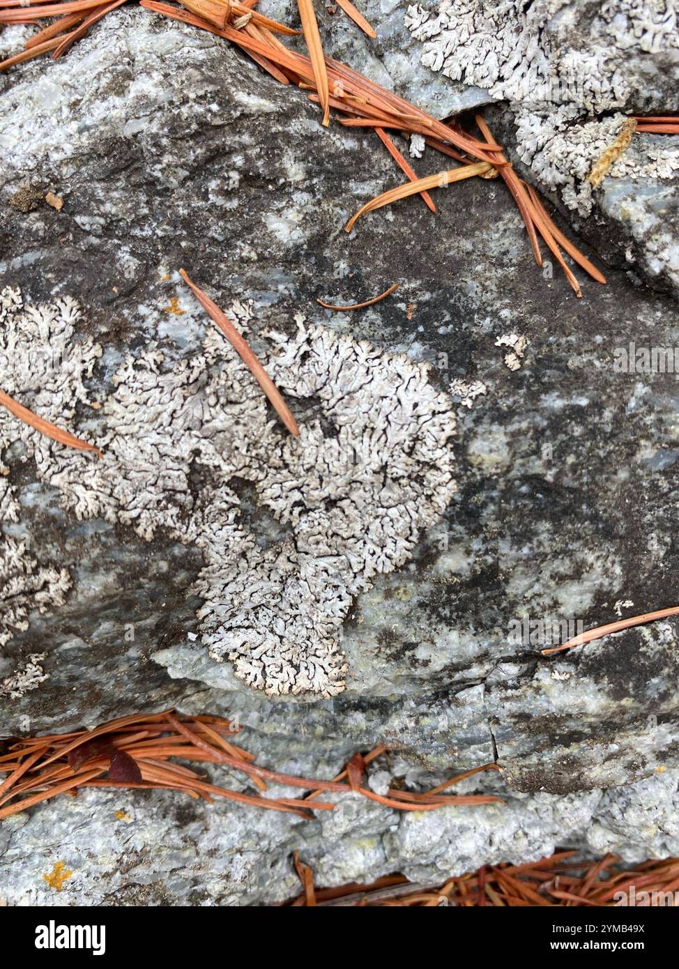 rosette lichens, frost lichens, and allies (Physciaceae Stock Photo - Alamy